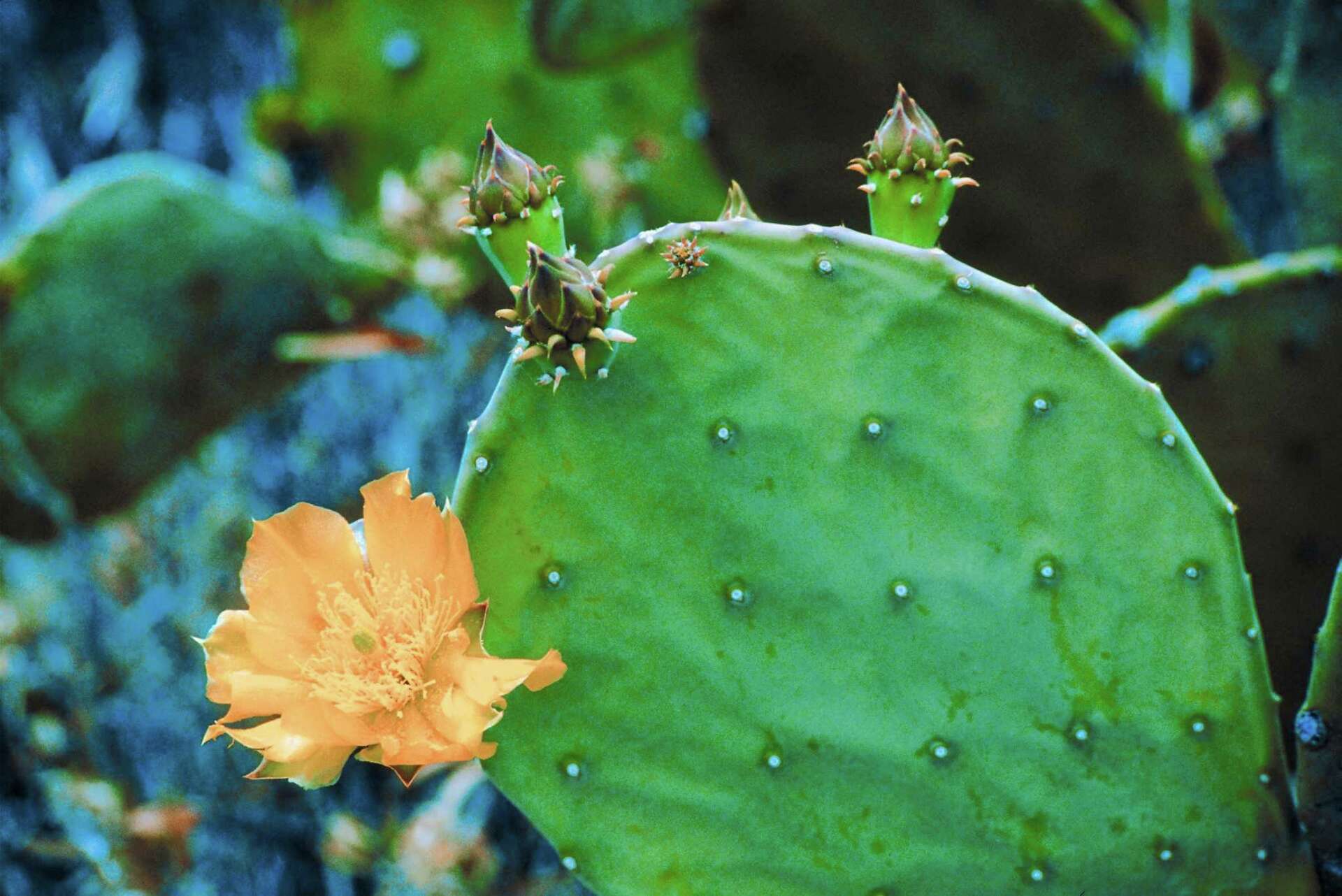 Cactus Borers