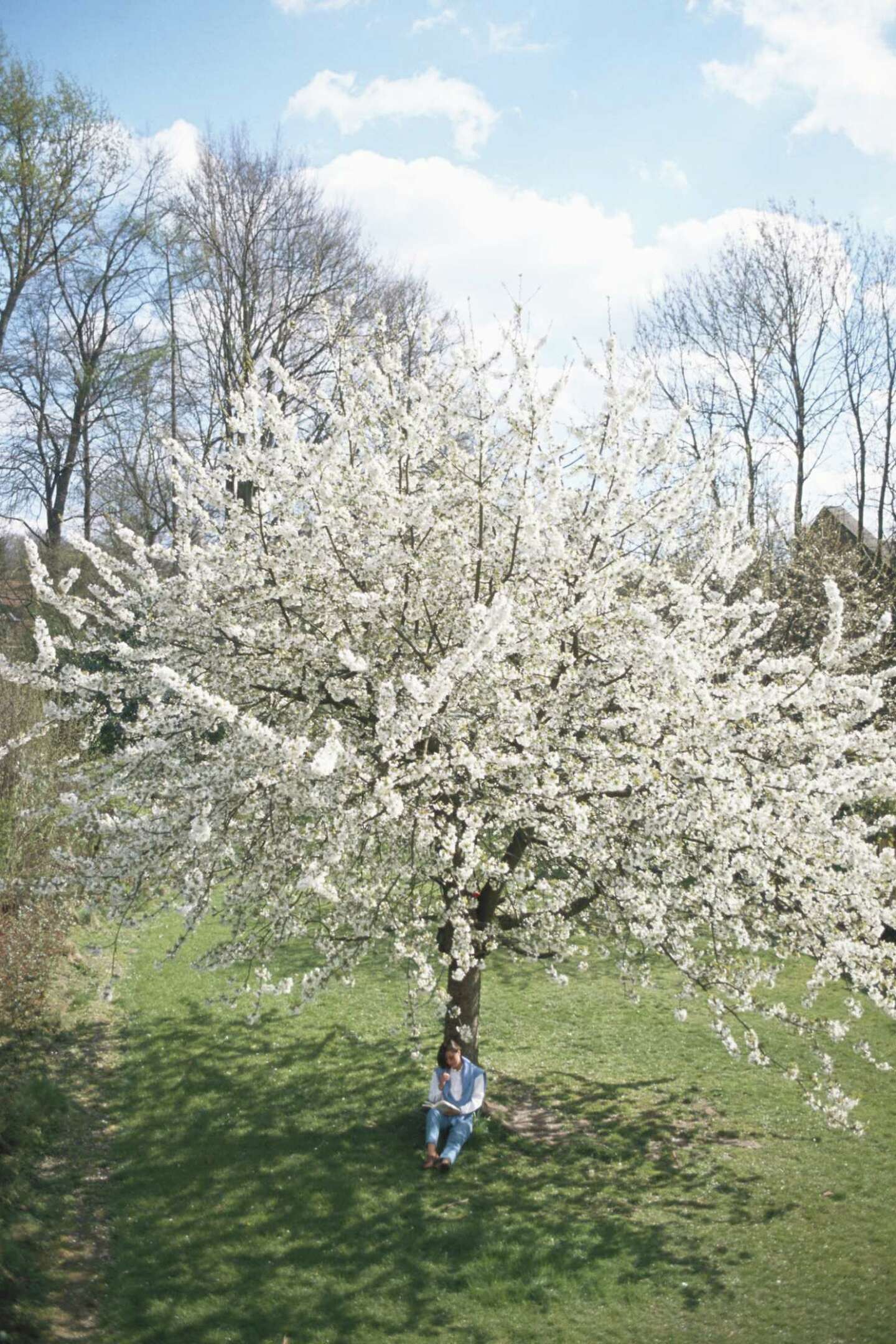 Black Tartarian Dwarf Cherry Tree Requirements