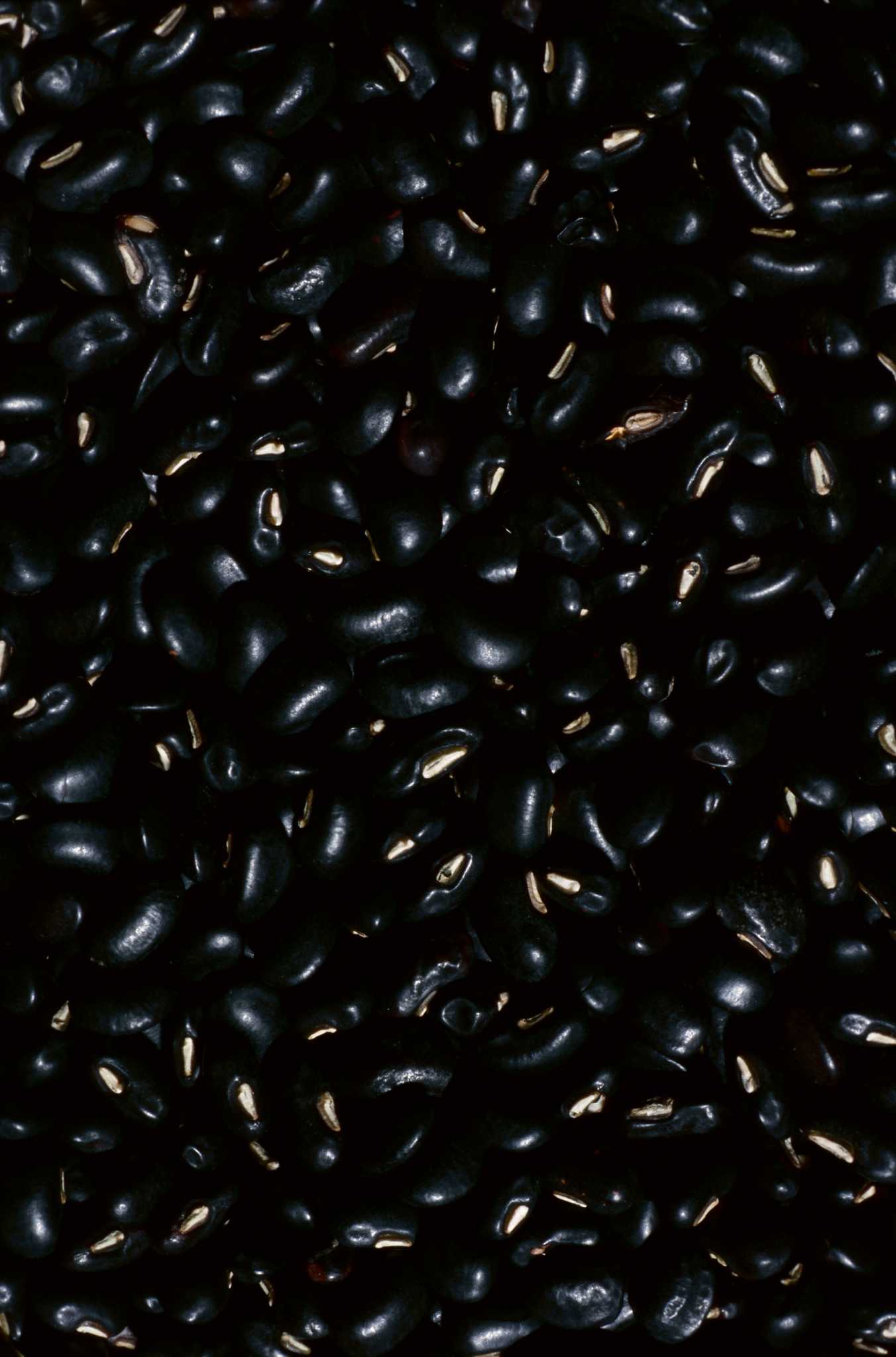 What Do Black Turtle Beans Look Like While Growing Before Picking?