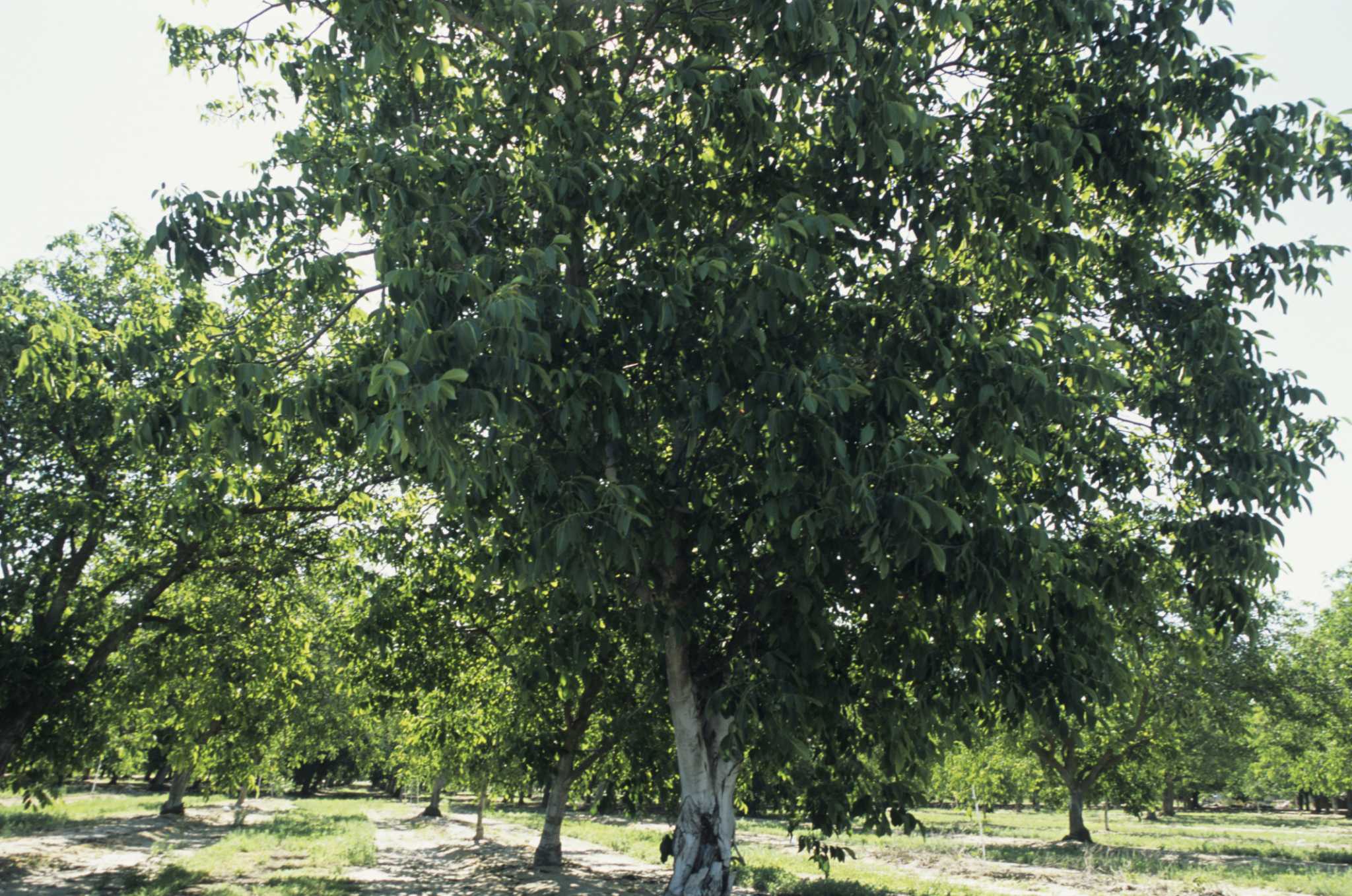 How to Landscape with Black Walnut Trees