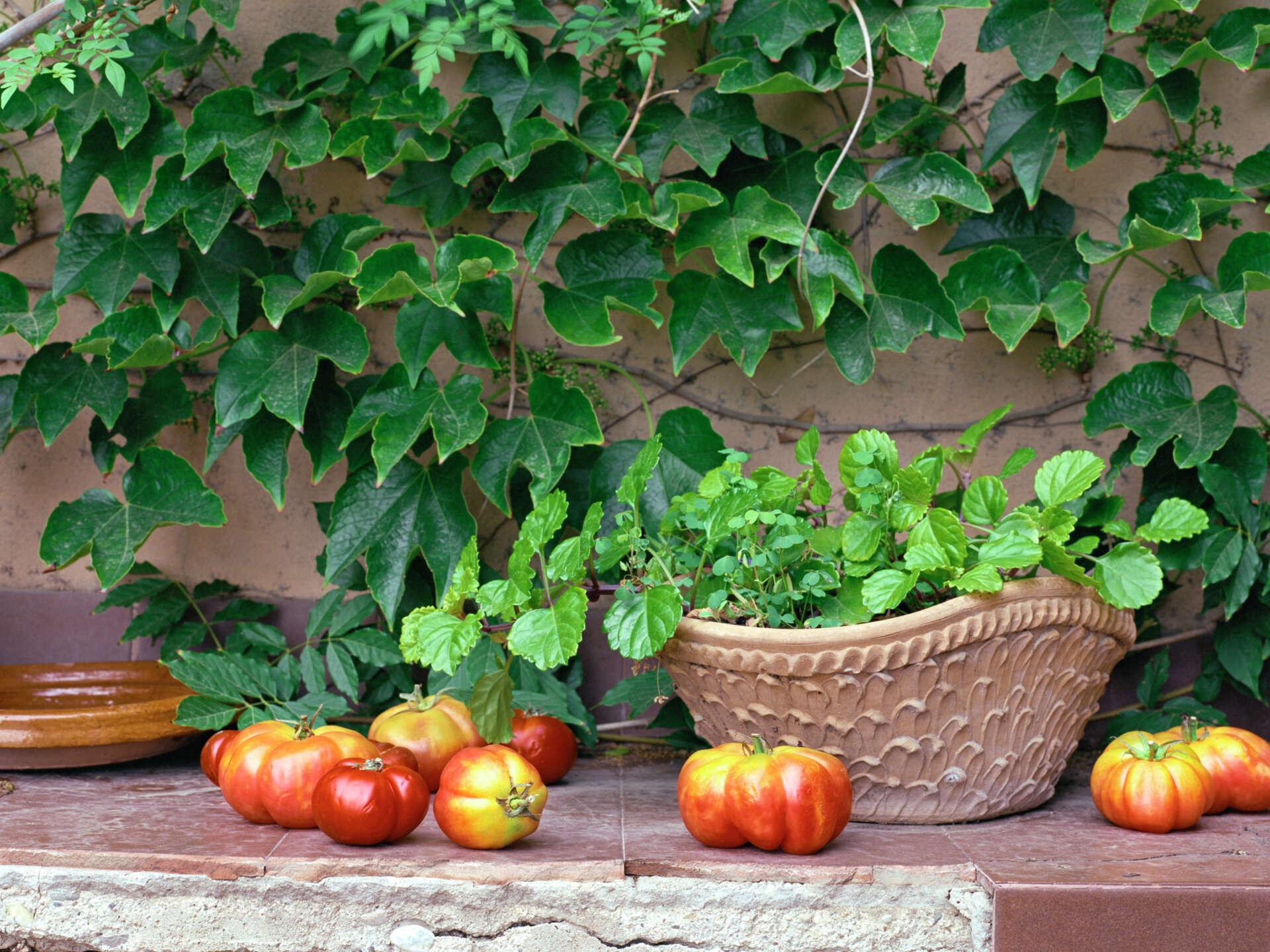 Black Worms in Vine Leaves