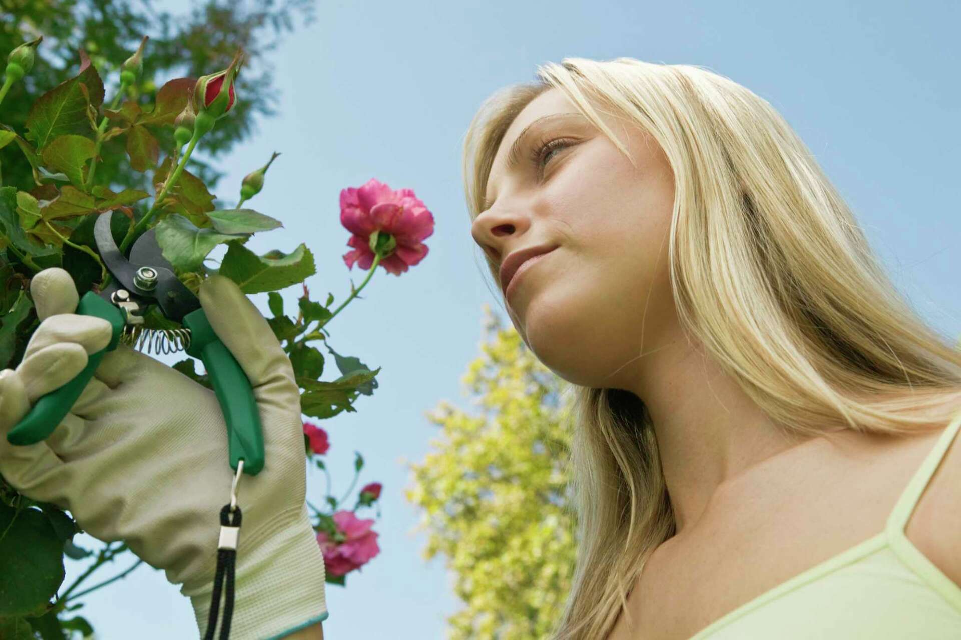 Fire Blight on Roses