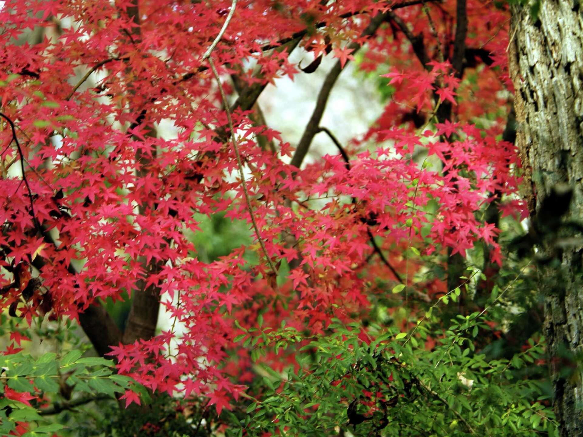 How to Transplant Dwarf Maples