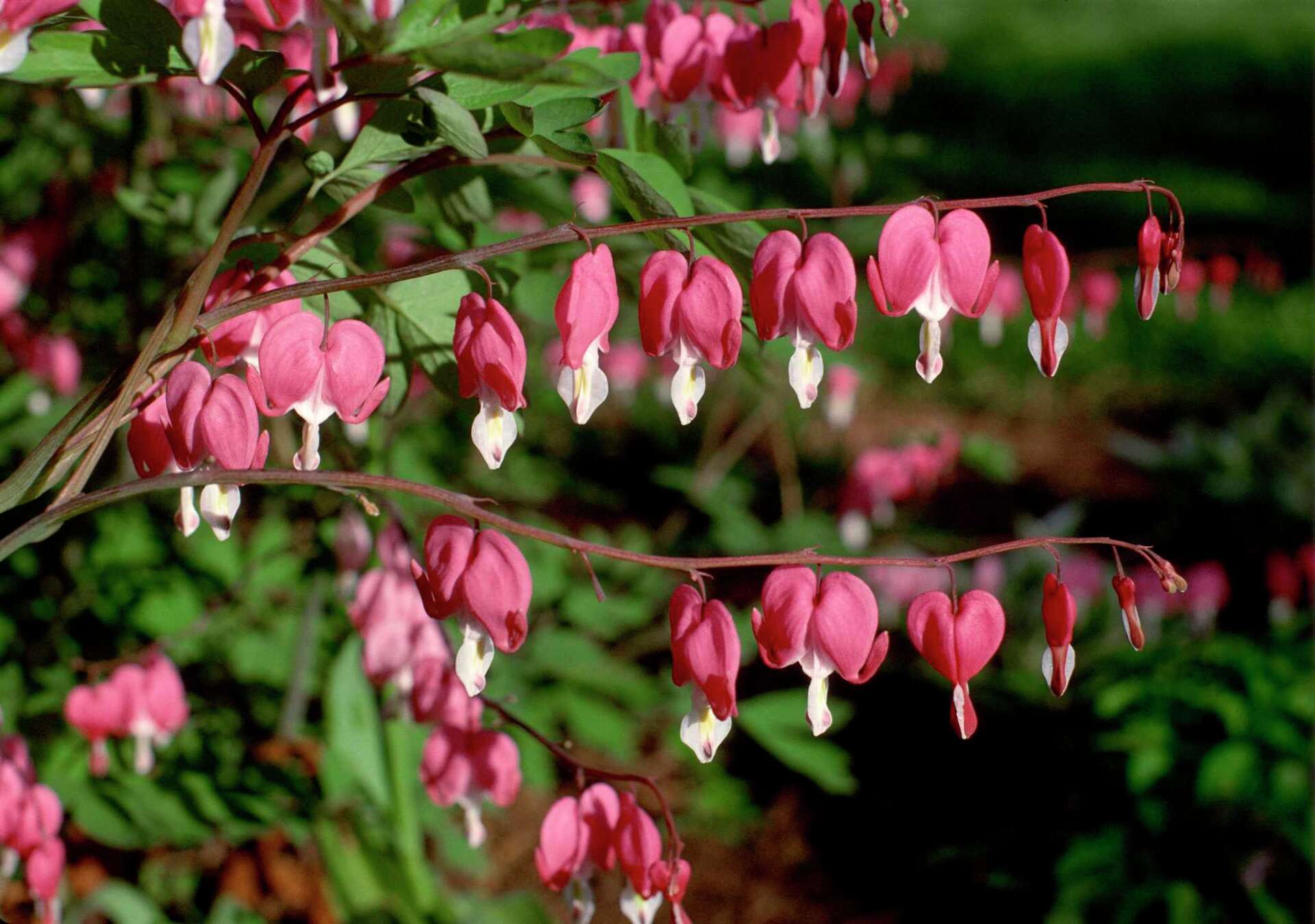 How to Plant Bleeding Heart Flowers in a Container