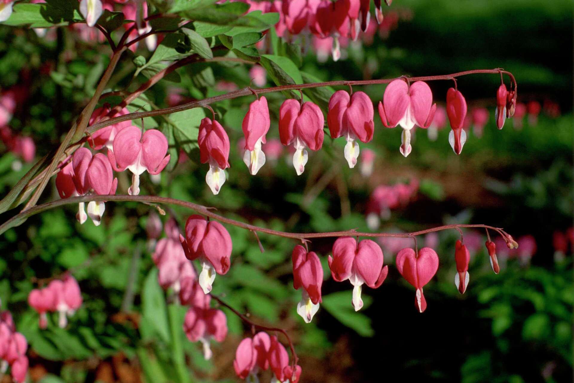 How to Get Bleeding Hearts to Bloom