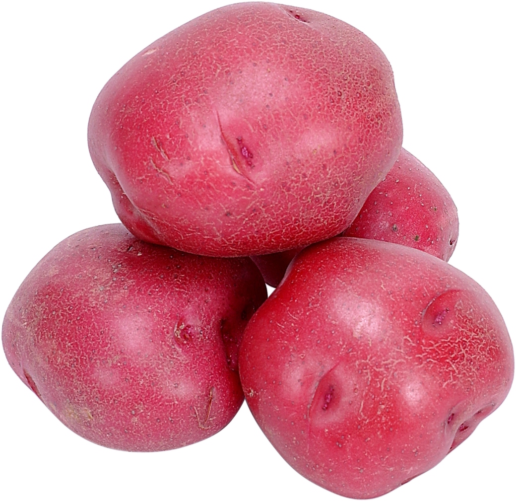 Blight Resistant Red Potato Varieties