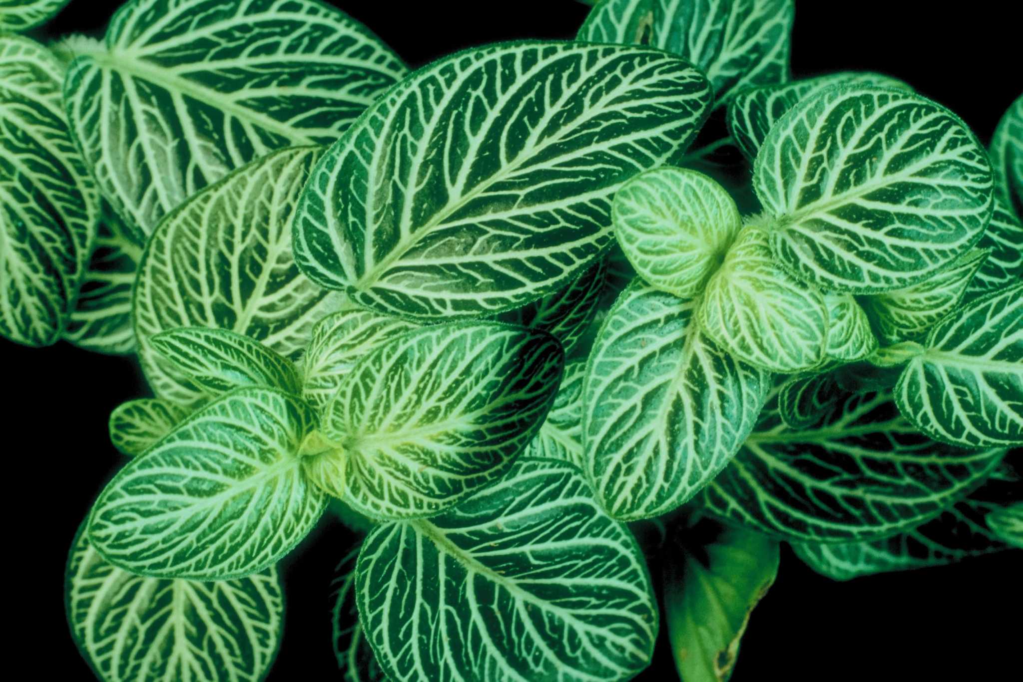 What Kind of Plant Has Oval Leaves With White Stripes?