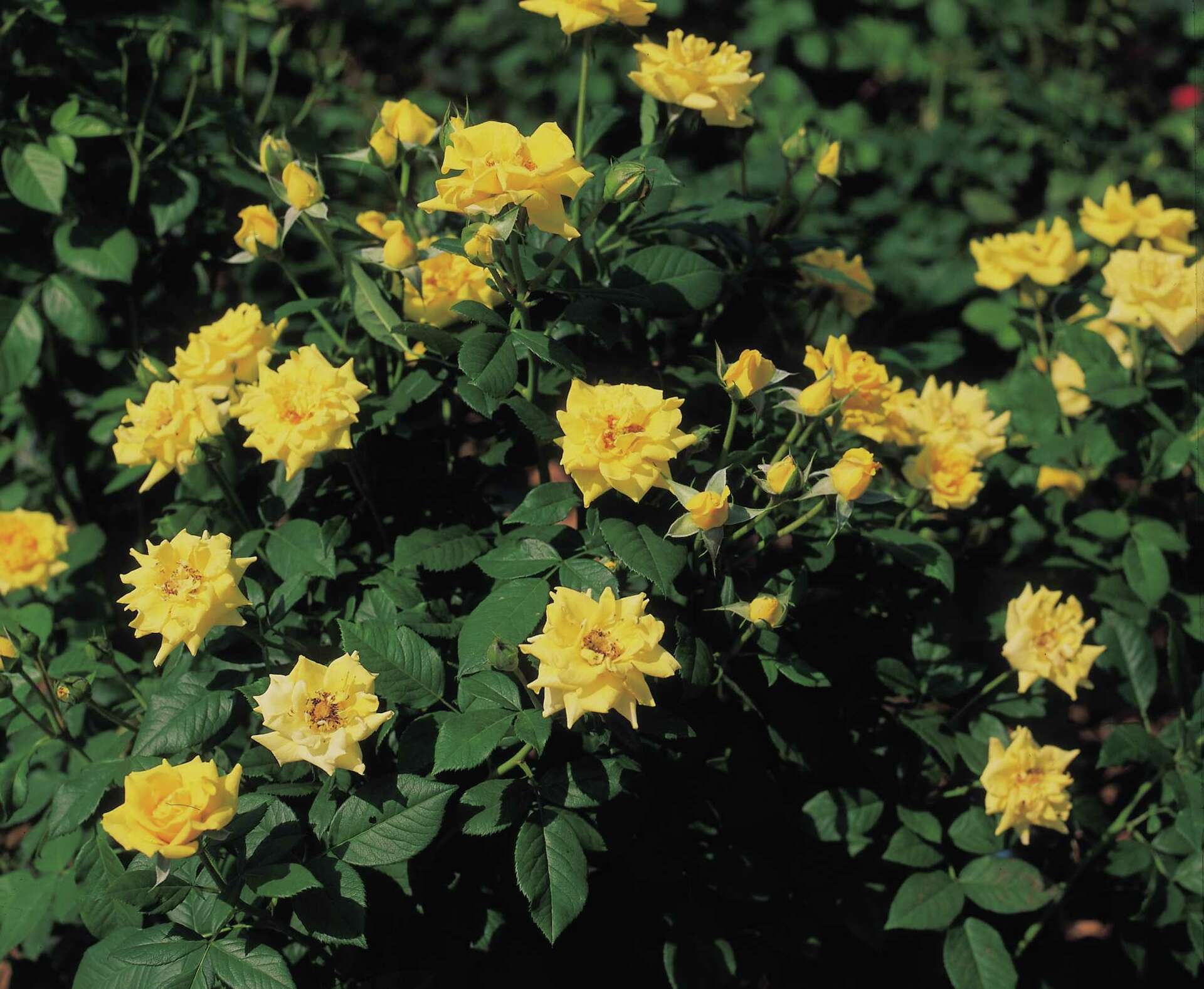 How Much Osmocote Do You Use for Roses?