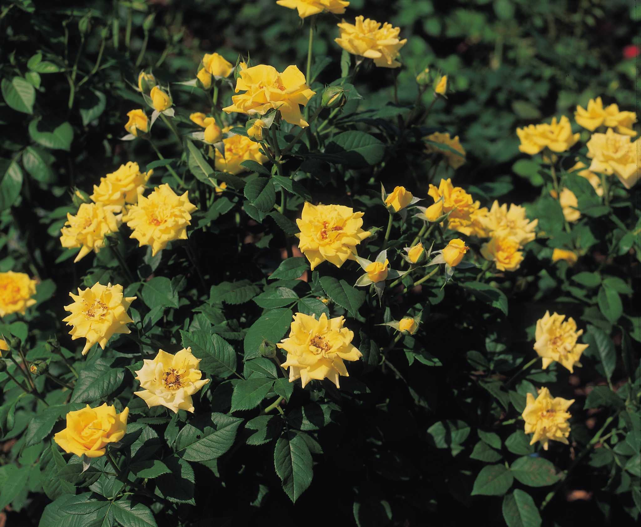 How to Prune the Rosa Persian Yellow Rose