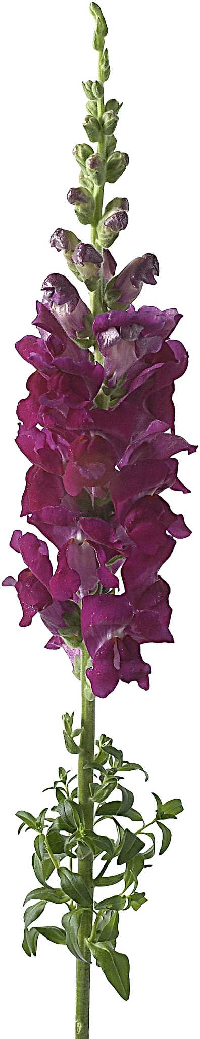 The Blooming Cycle of Snapdragons