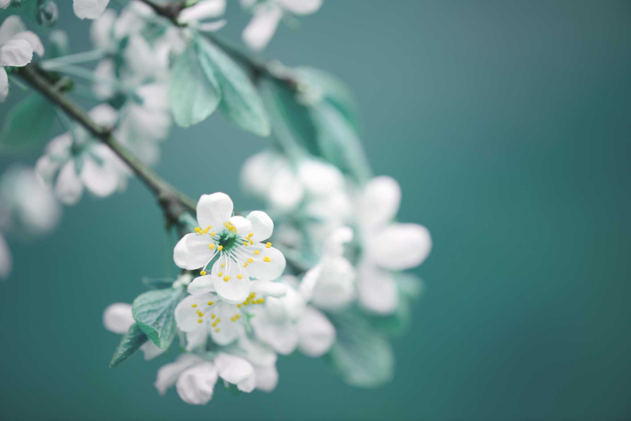 White Flowering Trees in the Spring