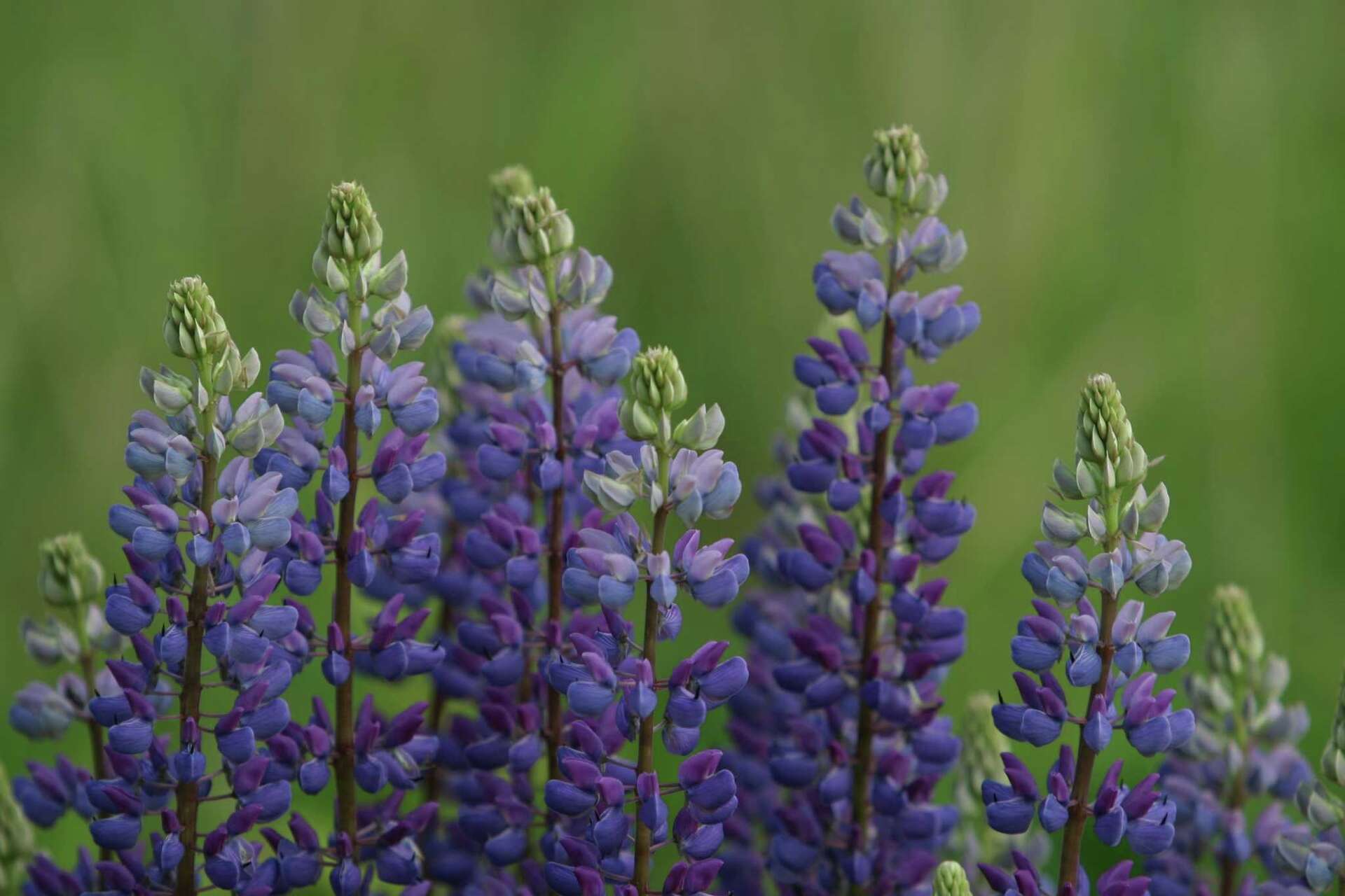 Bluebonnets in a Pot