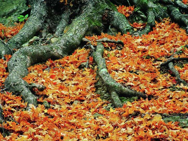 How to Lay a Walkway Over a Tree Root