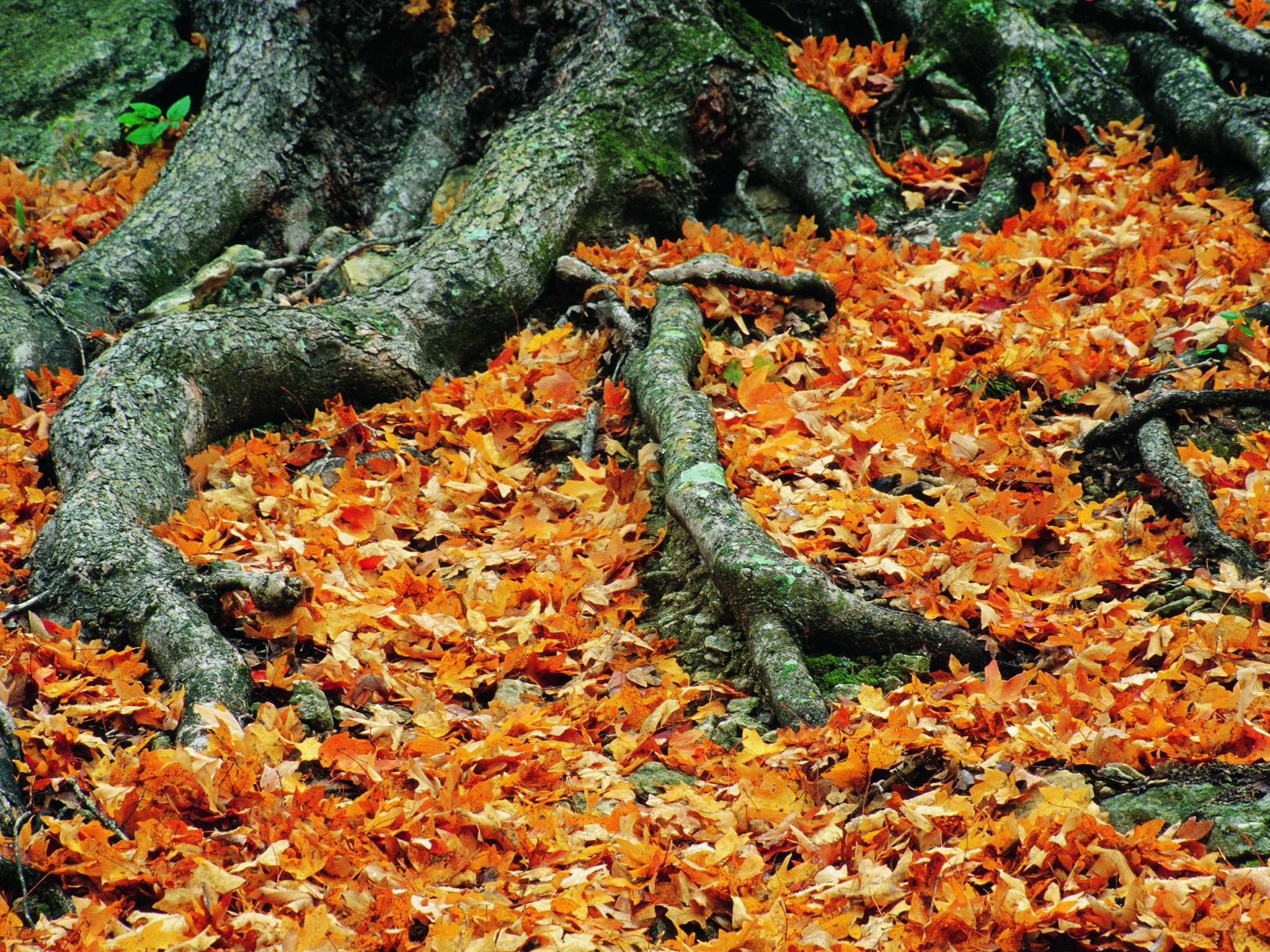 Signs Of Tree Root Damage signs-of-tree-root-damage