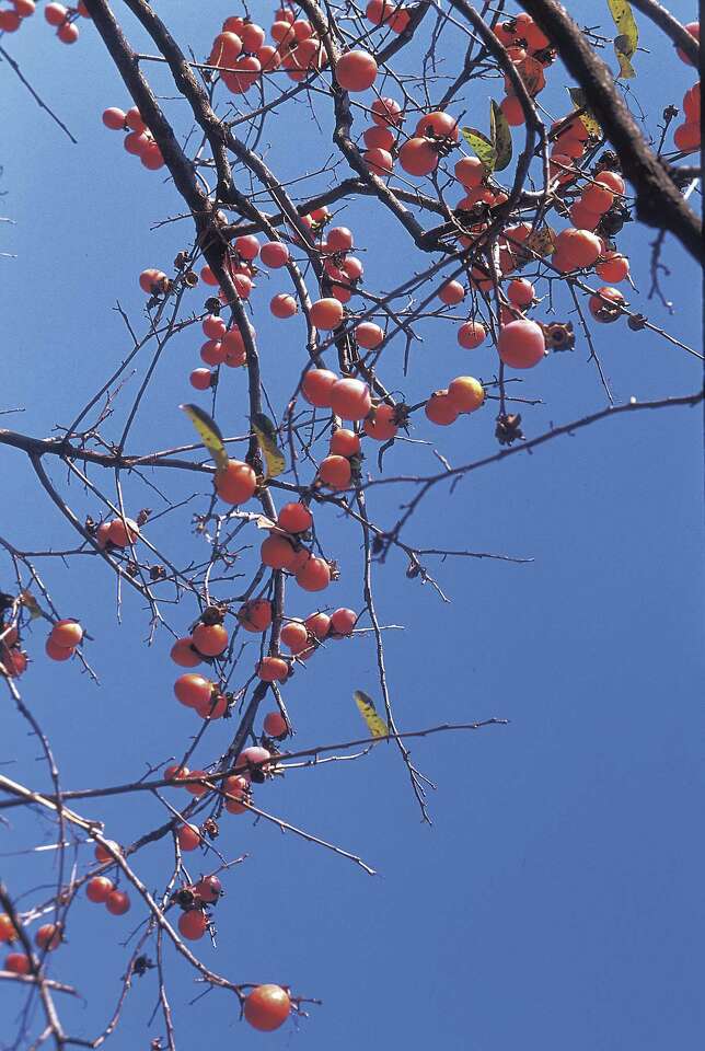 Blue Damson Plum Tree Cross-Pollination