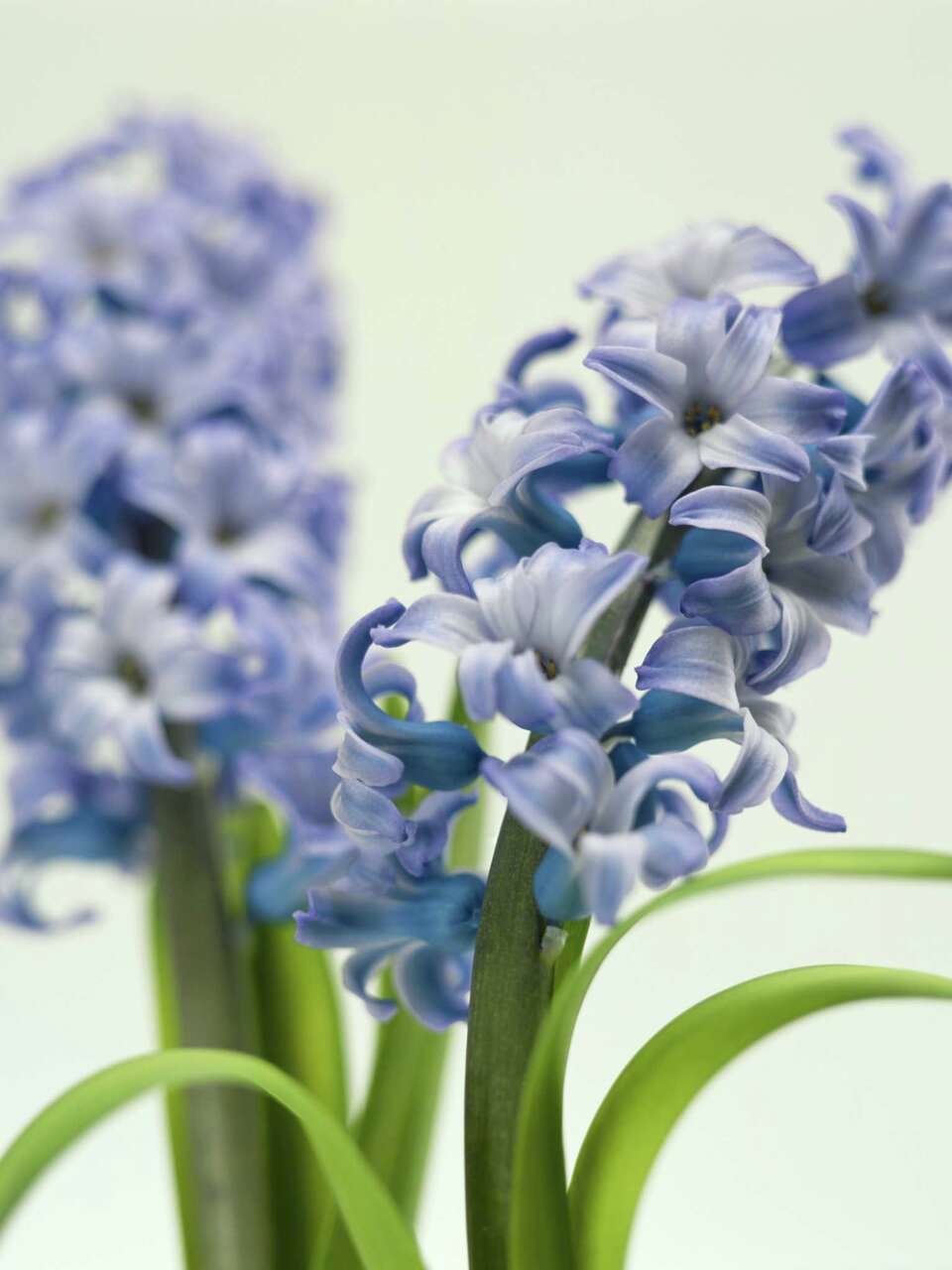 Do Hyacinths Need to Be Protected From Frost?