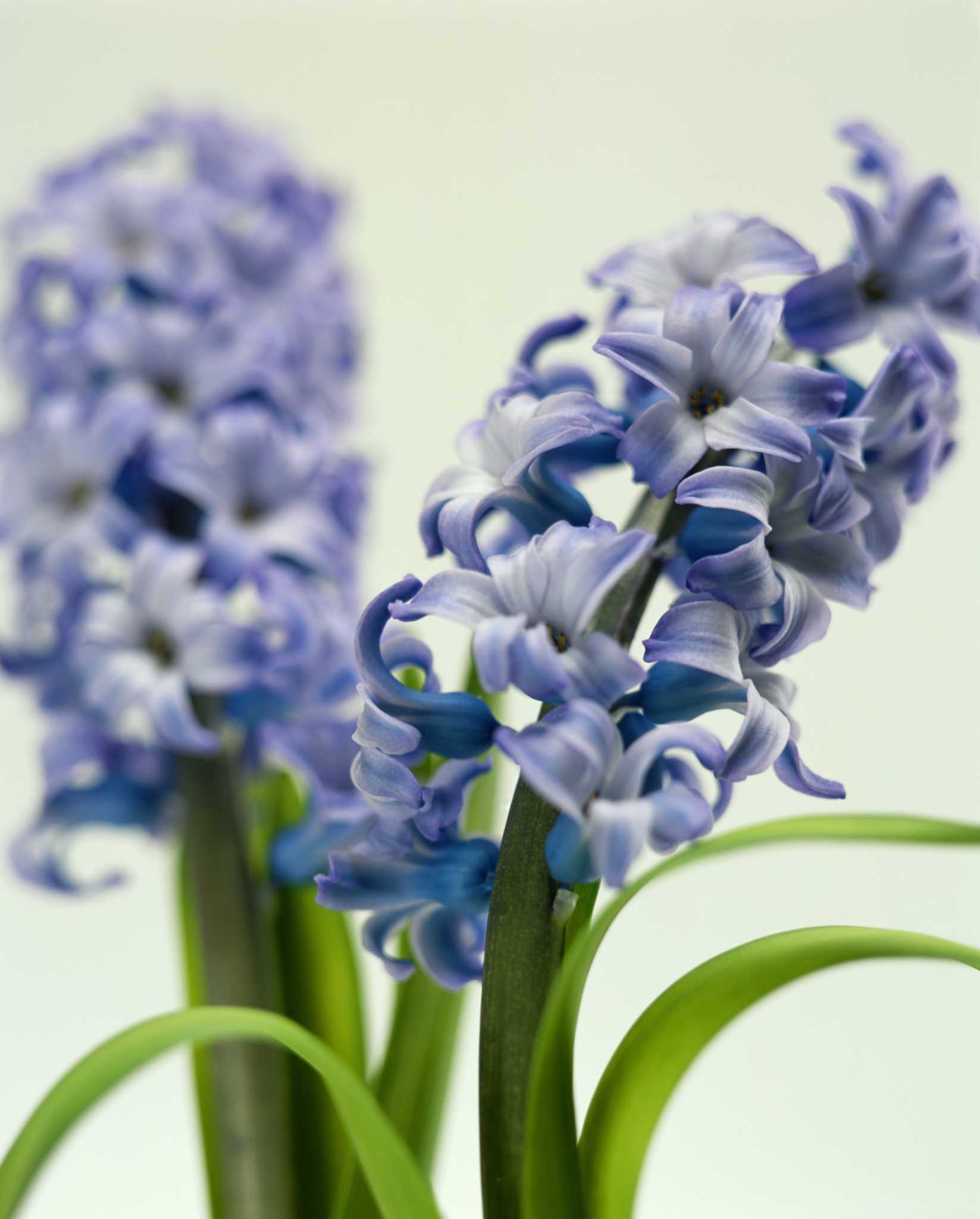 Blue Hyacinth Petals Turning Brown