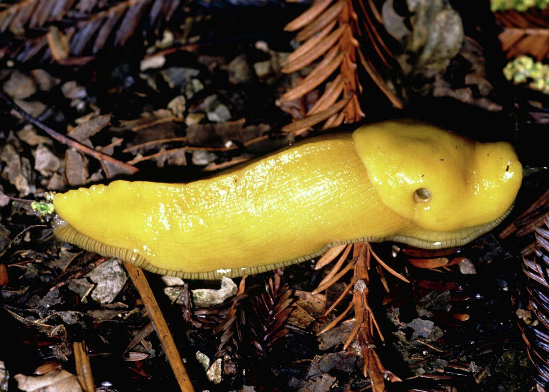 Are Slugs Poisonous to Humans?