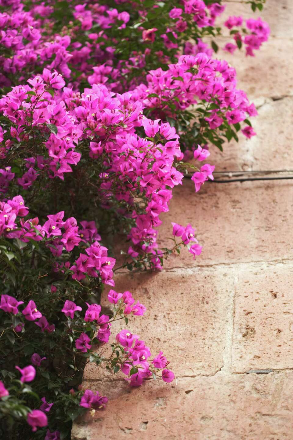 How to Grow Bugambilia