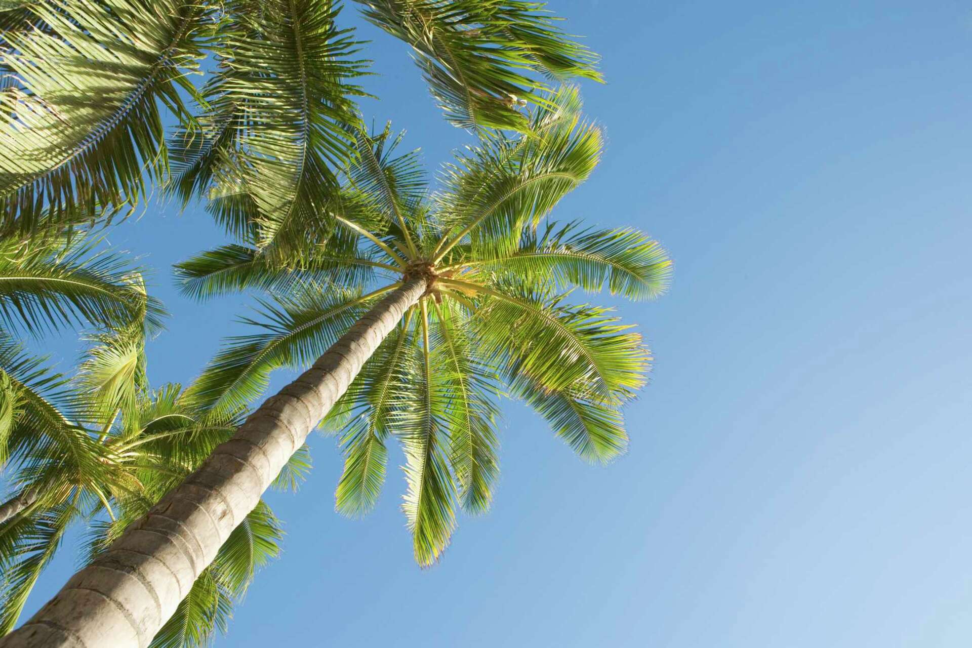 How to Trim Dead Palm Limbs