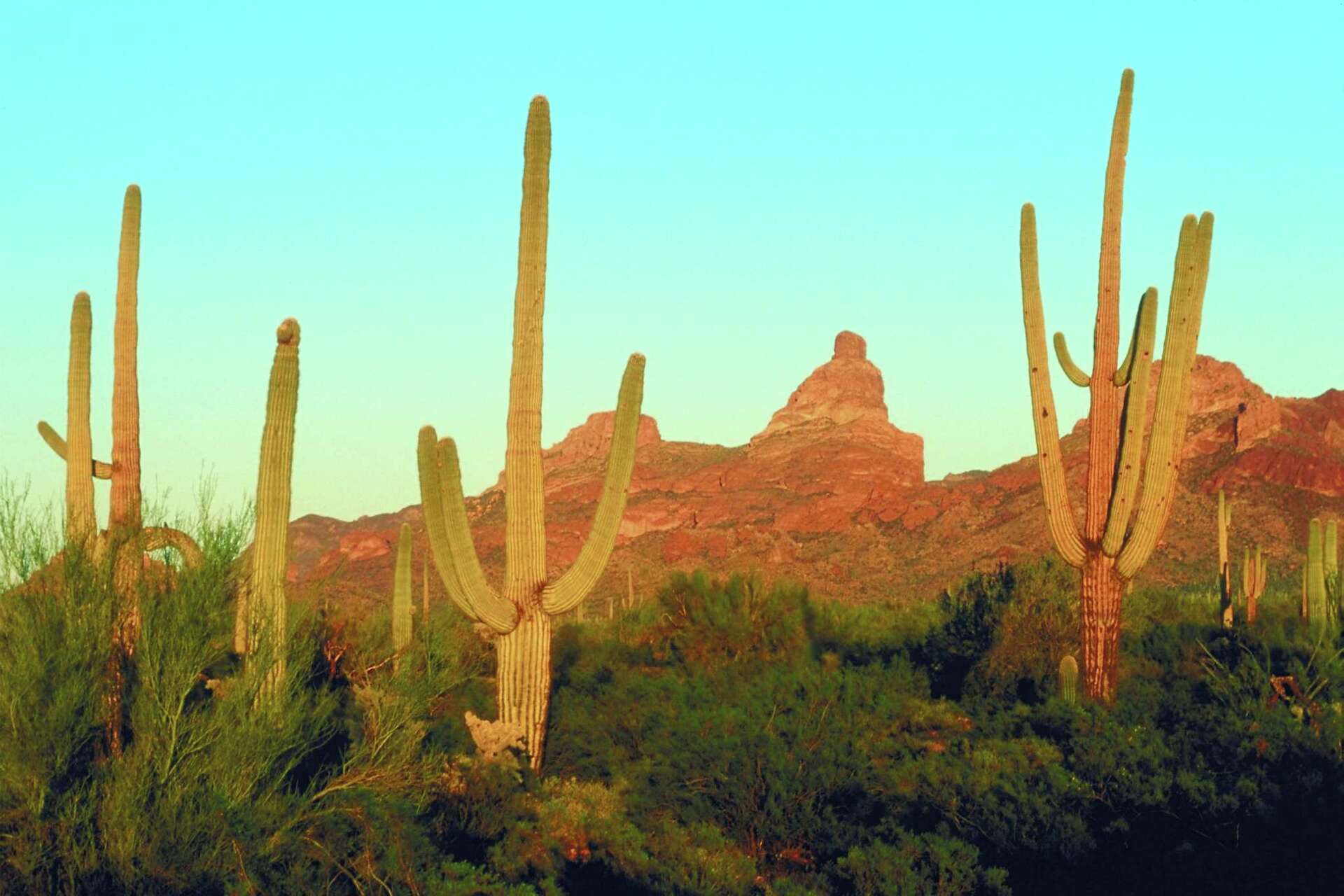 How to Break Off Part of a Cactus