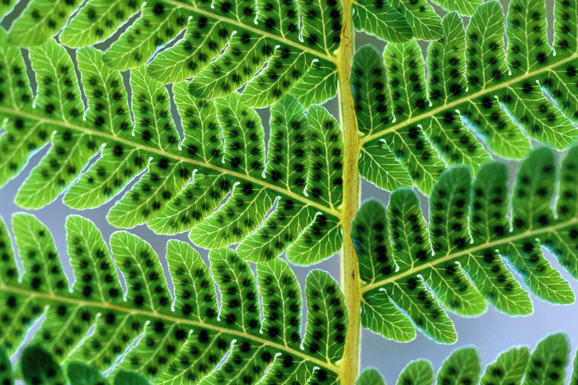 How to Breed Ferns