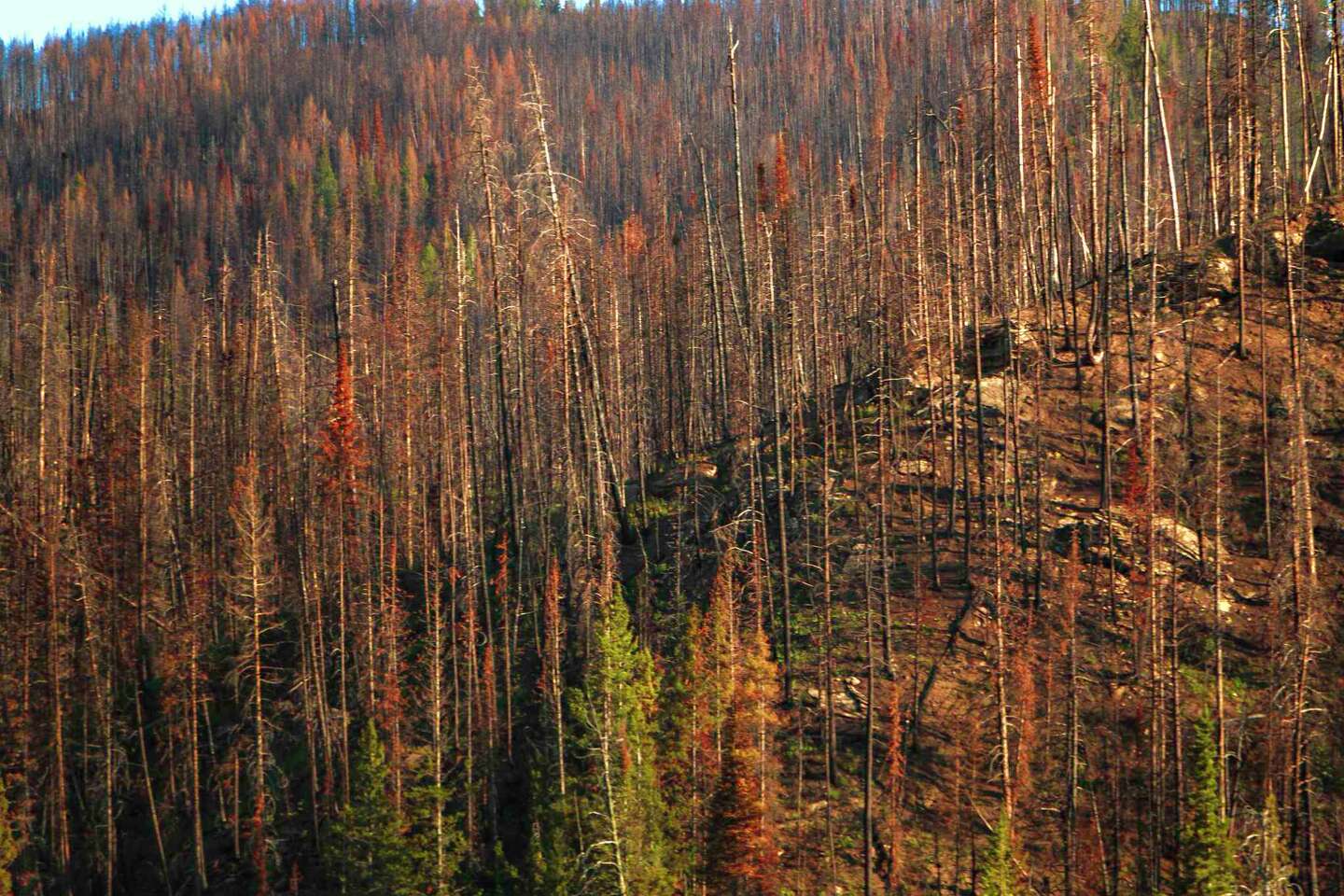 How to Bring a Dying Pine Tree Back to Life
