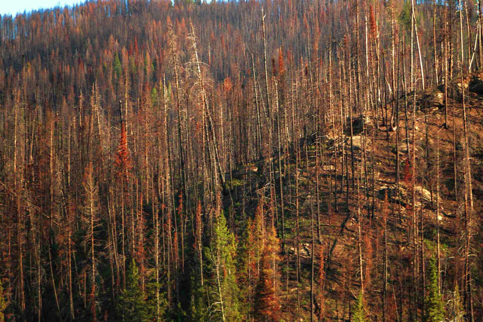 How to Bring a Dying Pine Tree Back to Life