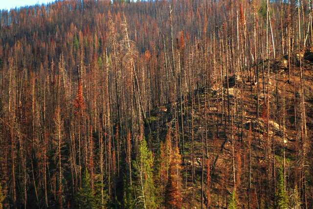 How to Bring a Dying Pine Tree Back to Life