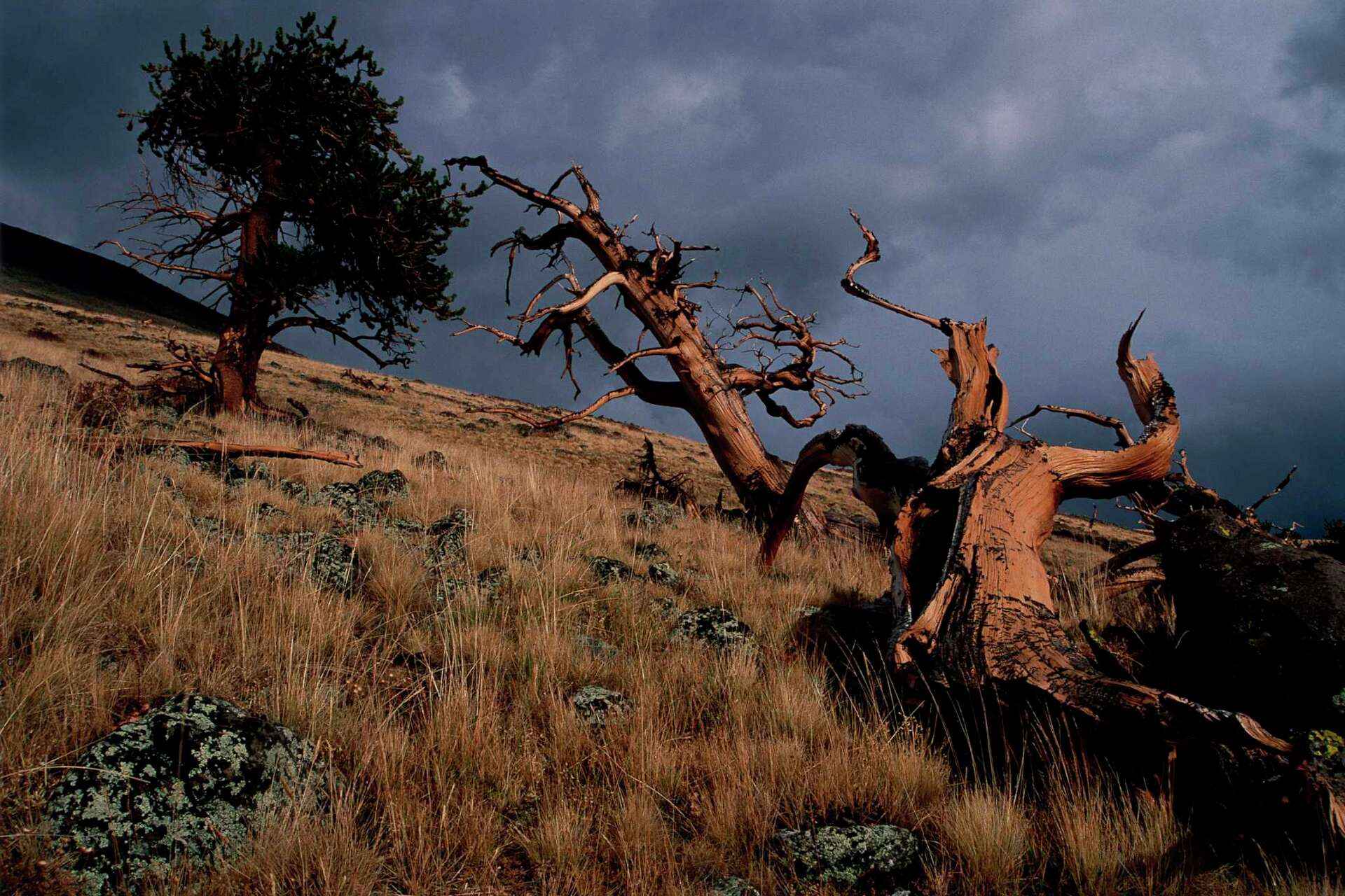 Bristlecone Pine Tree Facts