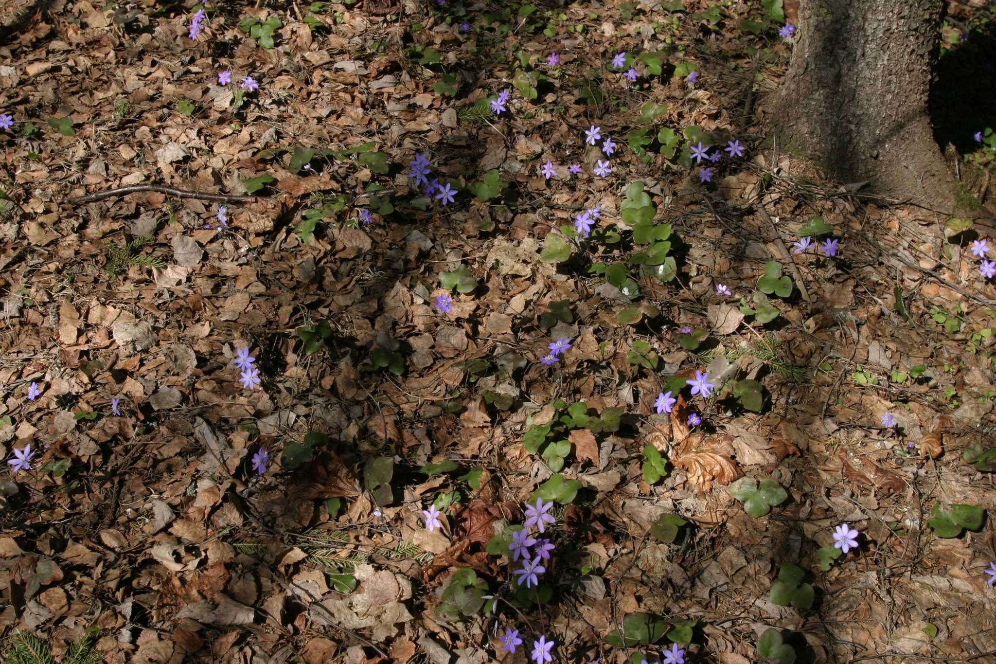 Bronze Foliage Shrubs