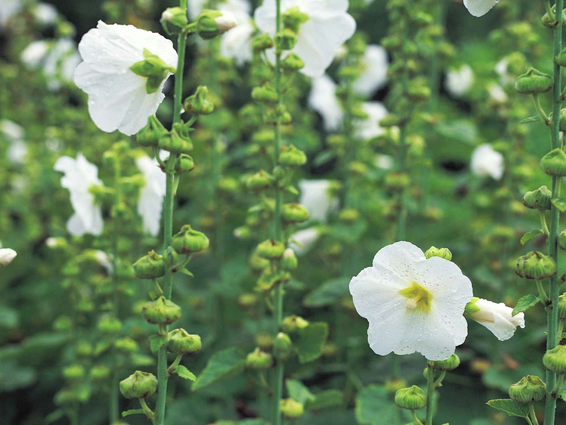 Growing Hollyhocks in a Container