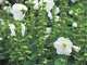 Growing Hollyhocks in a Container