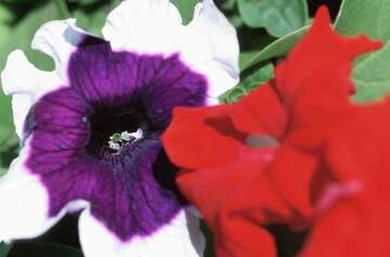 Bug Droppings on My Petunias