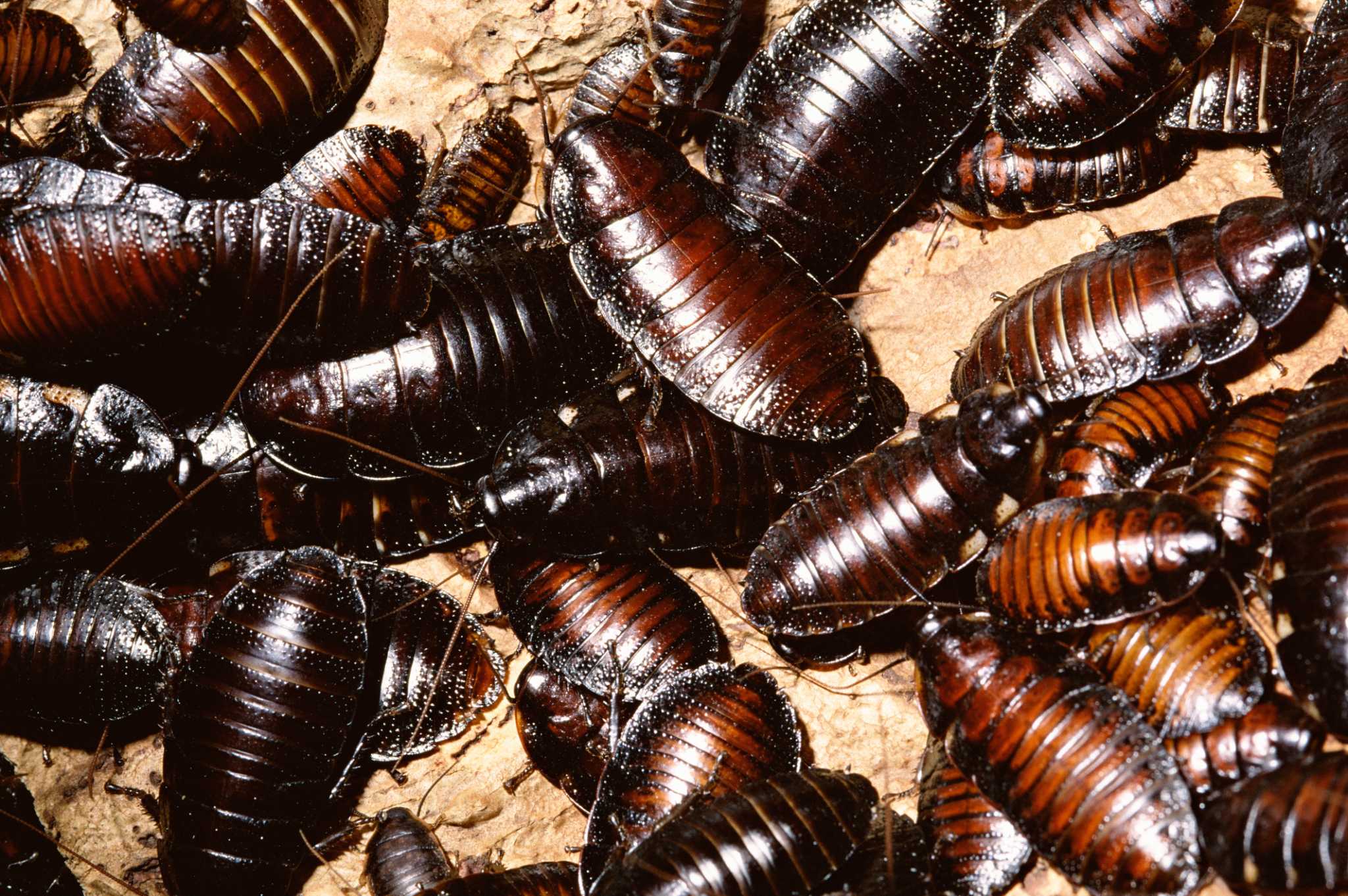 Bugs in Composting Piles