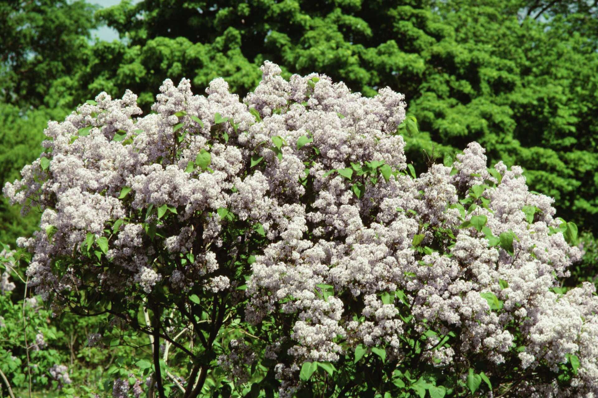 How to Water Lilacs