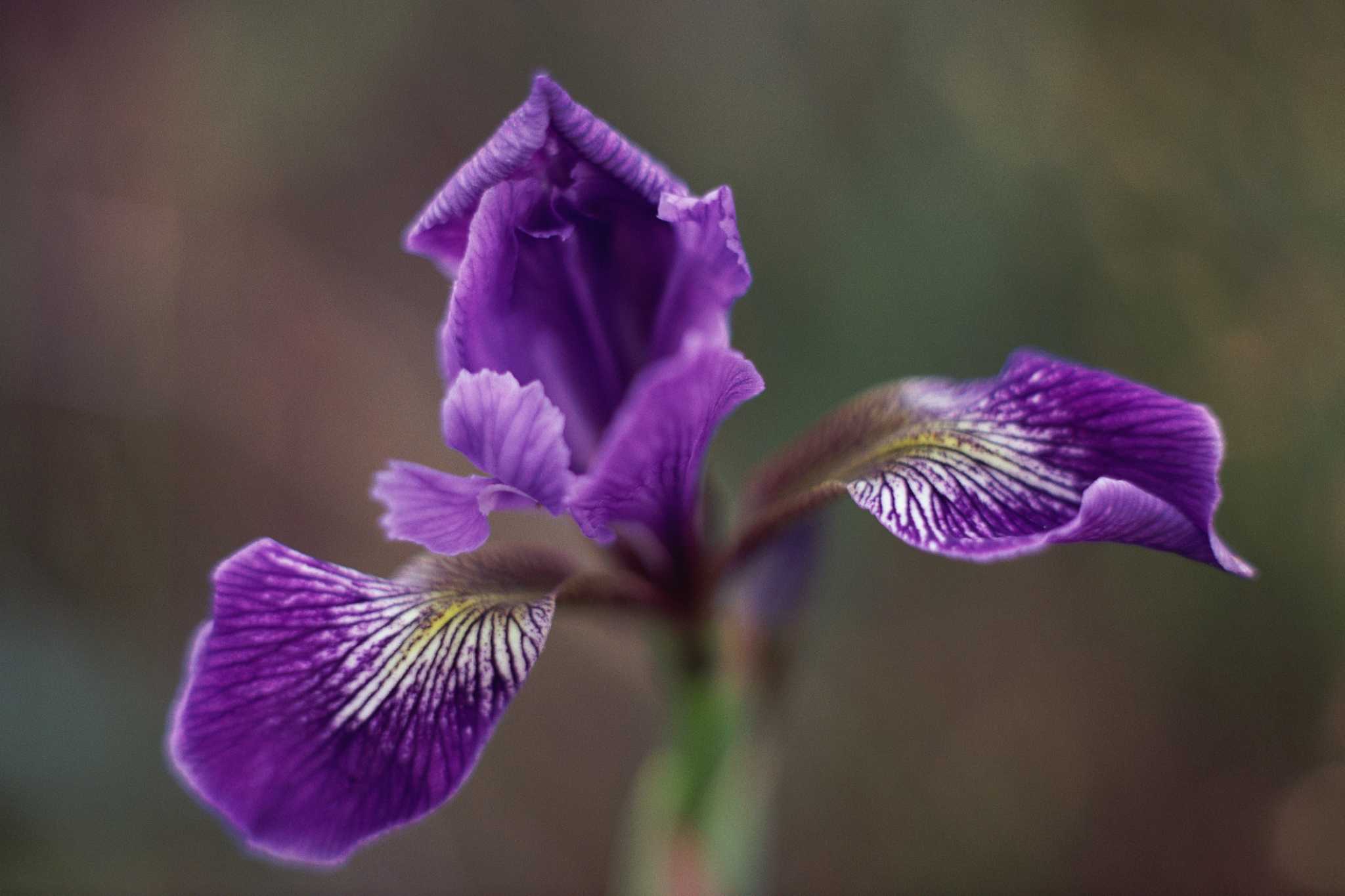 How to Prune Caesar's Brother