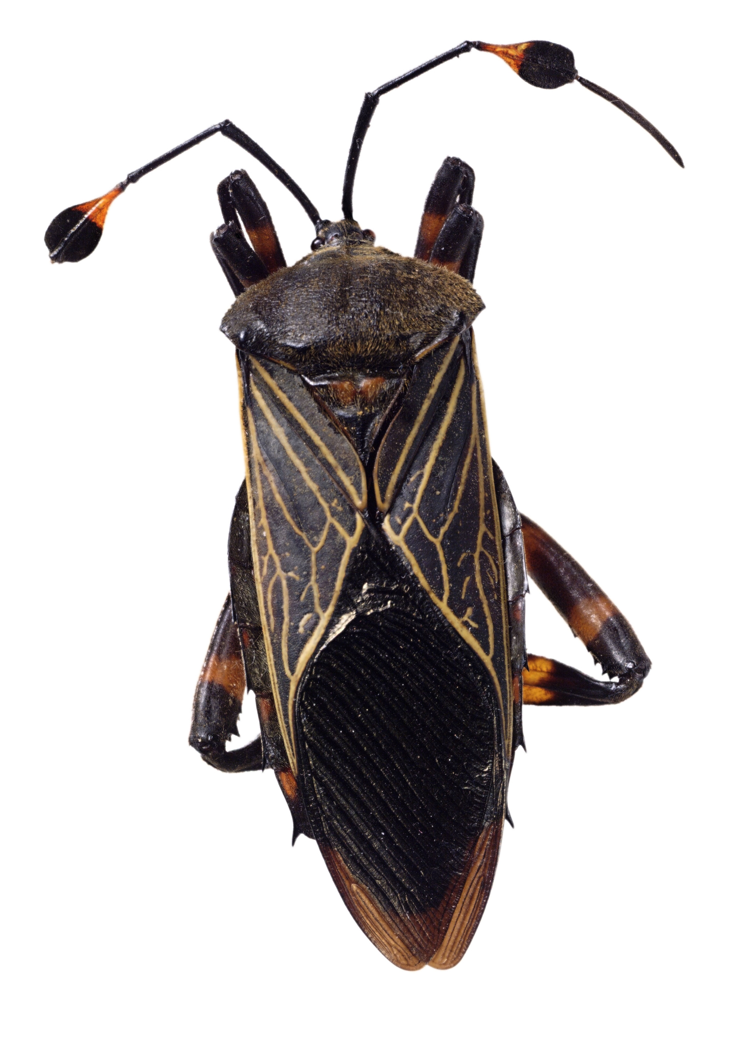 What Bugs Kill Cantaloupes?