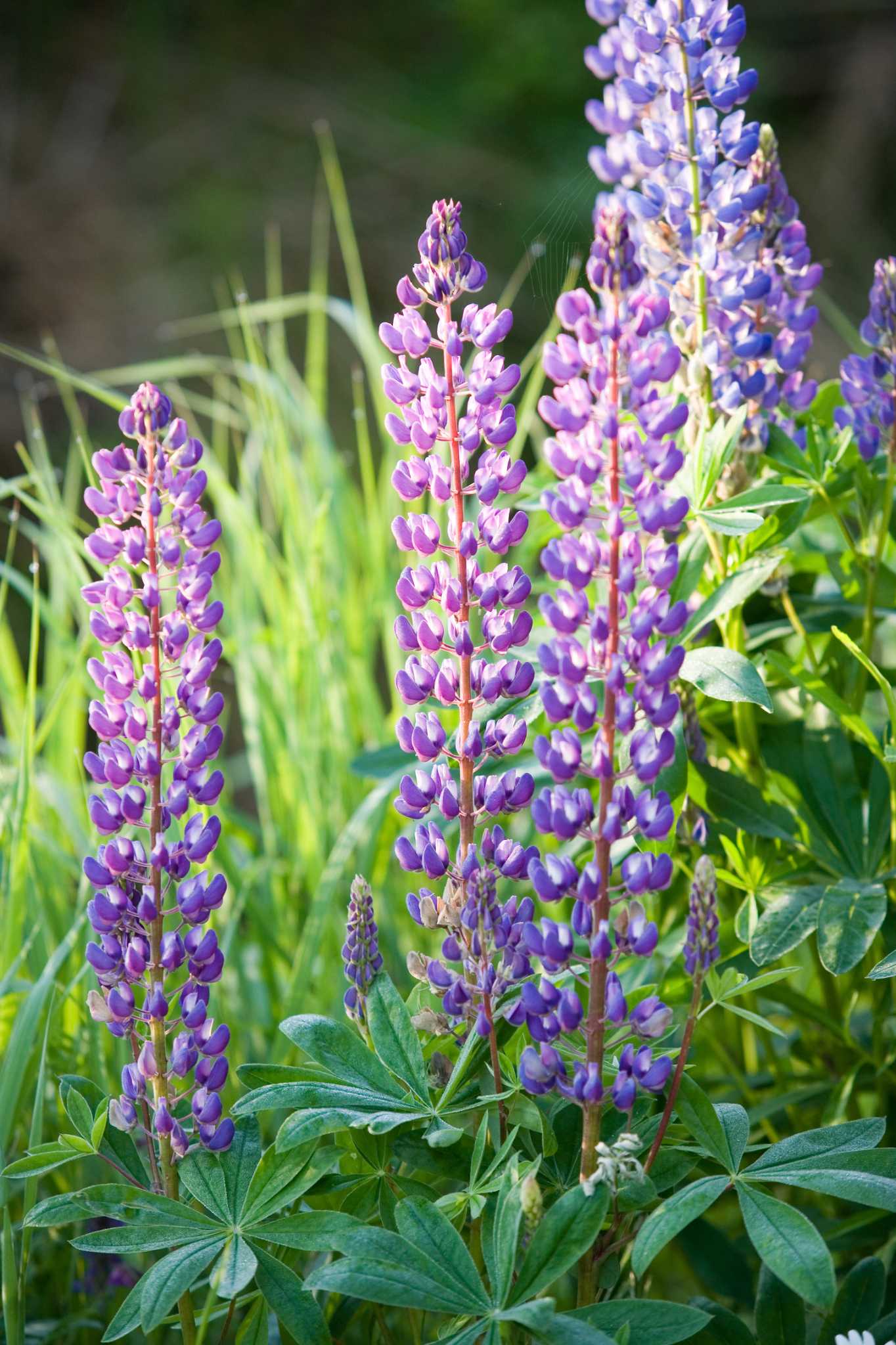 Bugs On Lupine