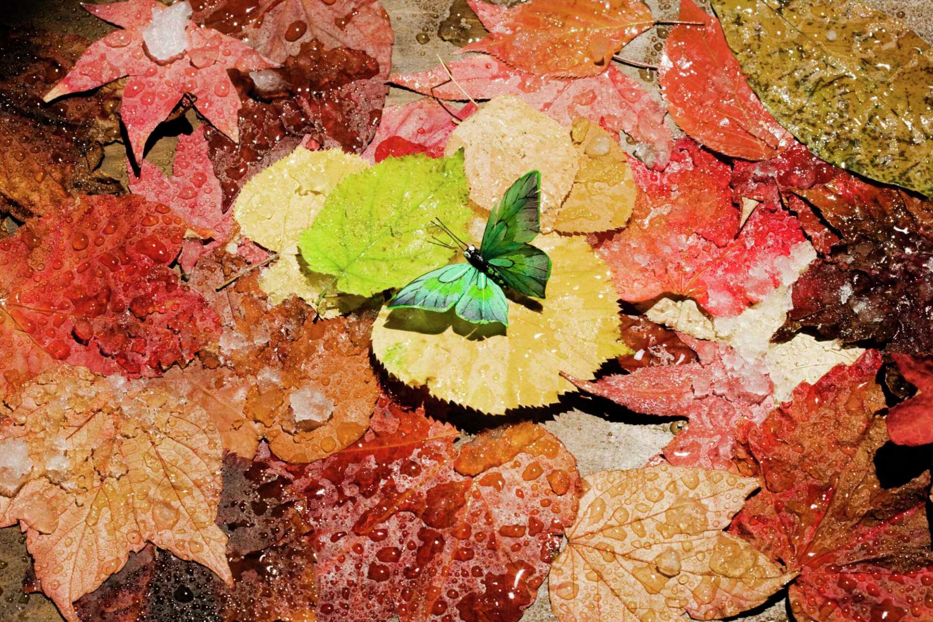 How do I Build Backyard Ponds for Butterflies?