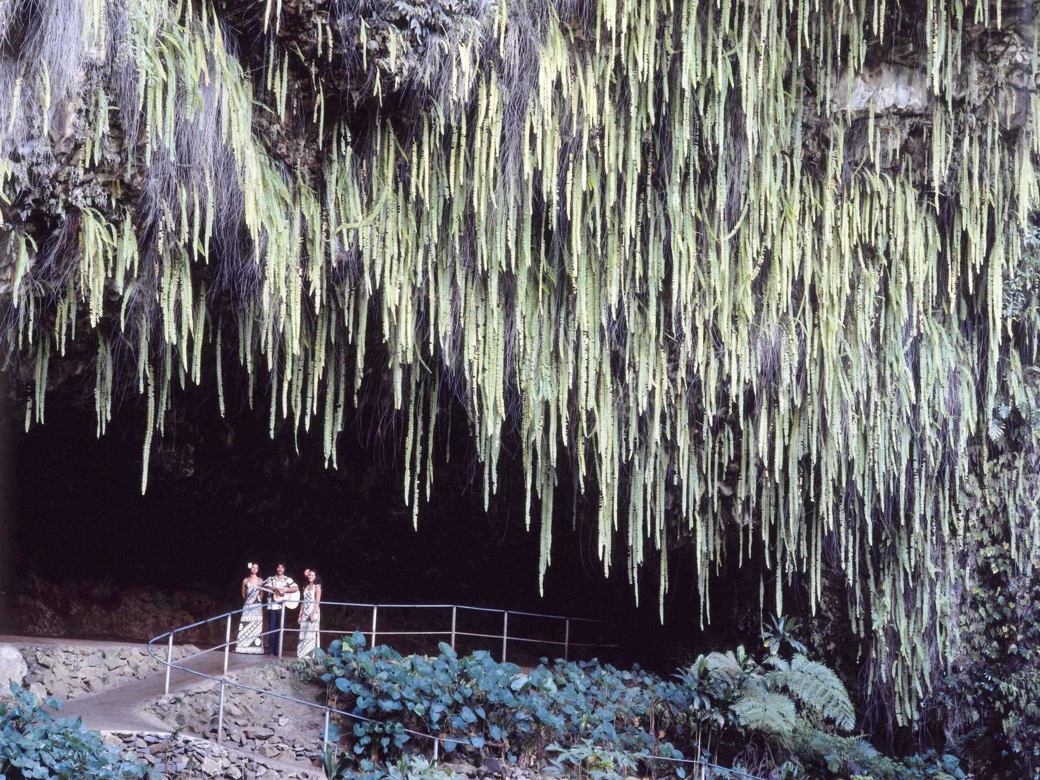 How to Build a Fern Grotto