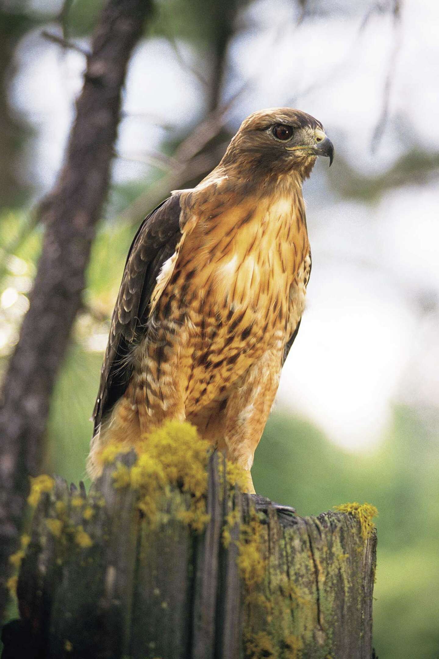 How to Build a Hawk Perch for Rodent Control