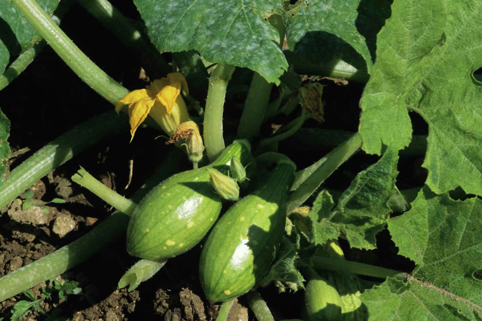 The Proper pH for Squash Plants