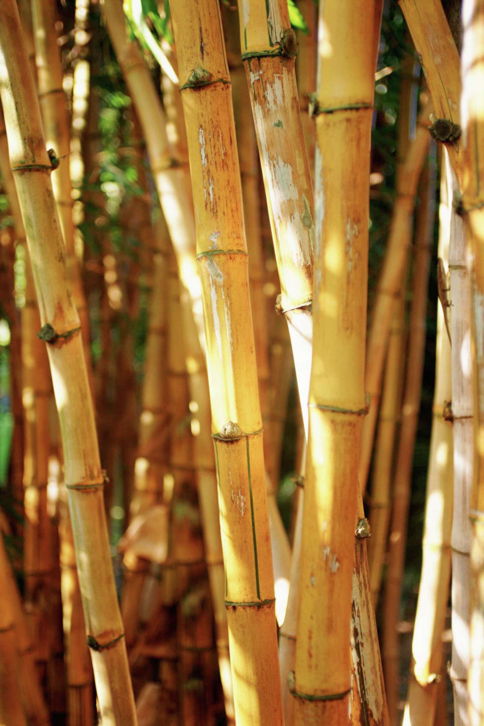 Types of Clumping Bamboo for Full Sun Areas