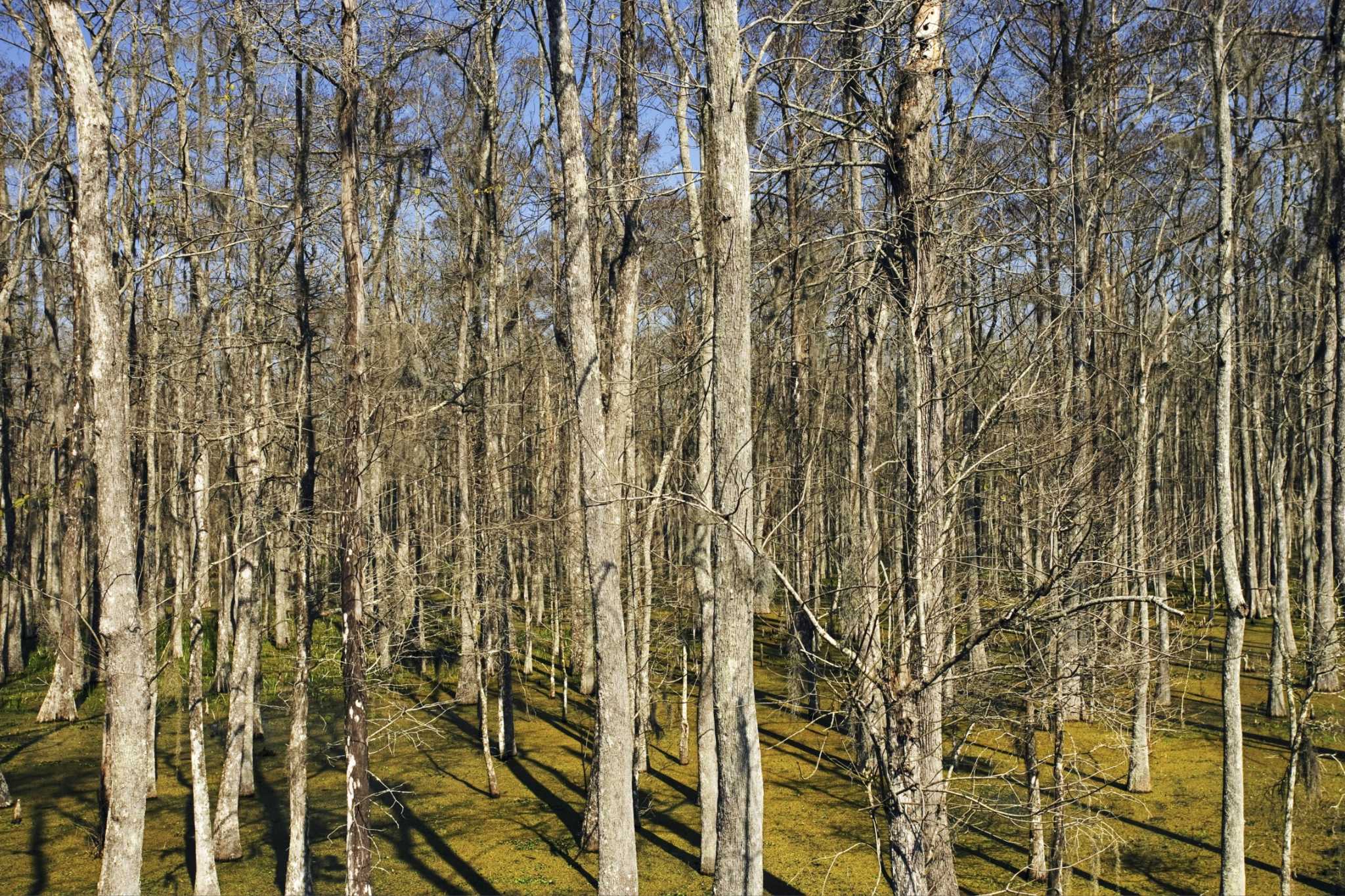 What Are the Building Qualities of Fir Wood?