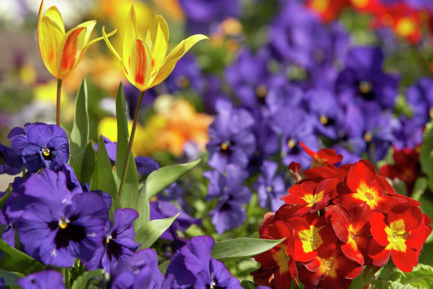 How to Build an Octagonal Framed Flower Bed