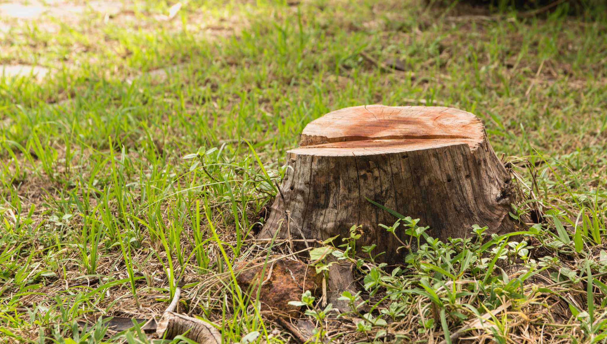 How to Fix the Soil That Had a Tree Stump in the Ground