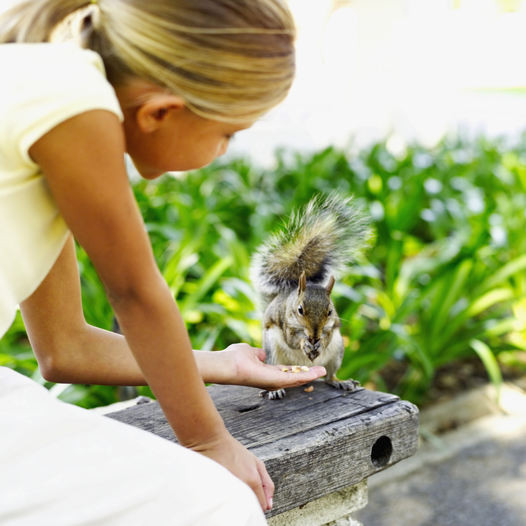 How to Fix a Squirrel Hole in an Attic