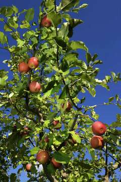How to Build a Tall Spindle Apple Trellis