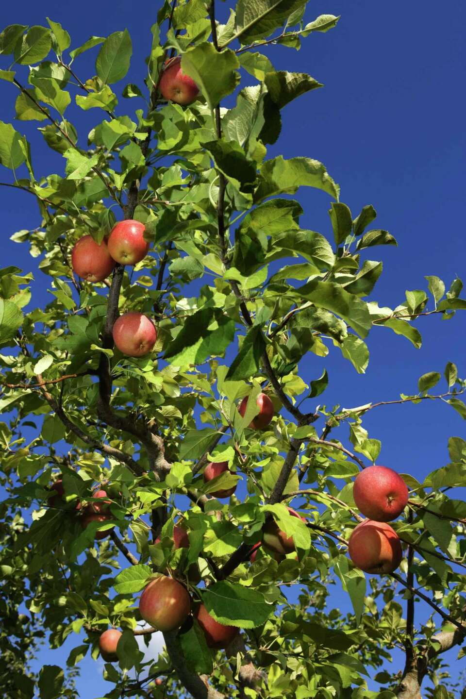 How to Build a Tall Spindle Apple Trellis